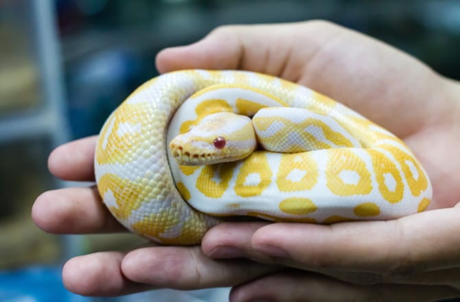 Pet Snakes That Stay Small | PetMD